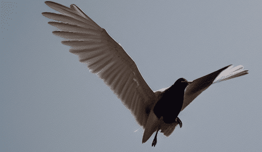 INSIGHTS | Life Altitude- Inspiration and Motivation